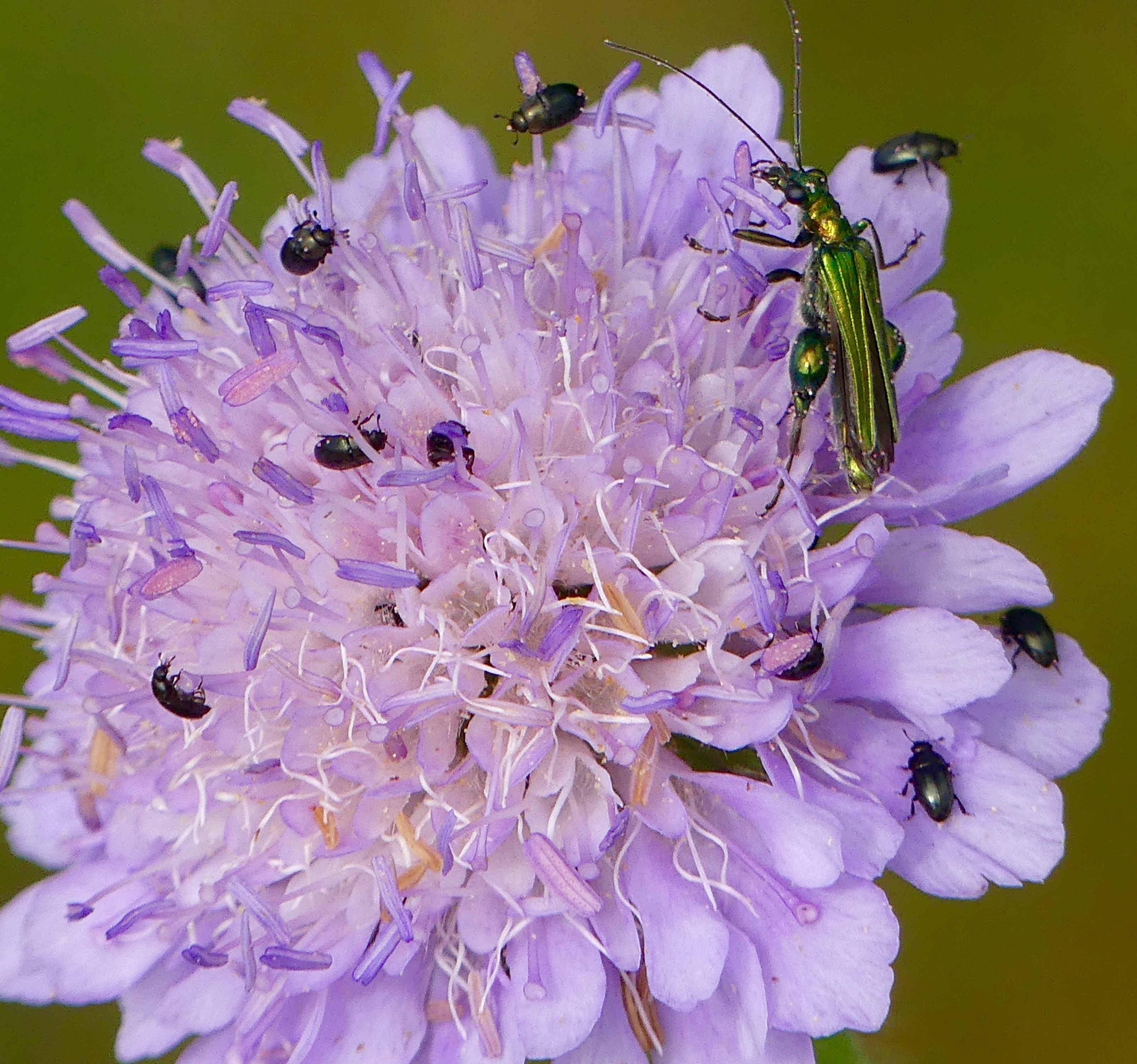 The Butterfly Expert | walmermeadows